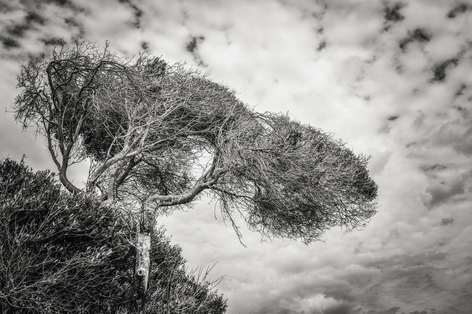 Tree Sky Clouds free image download