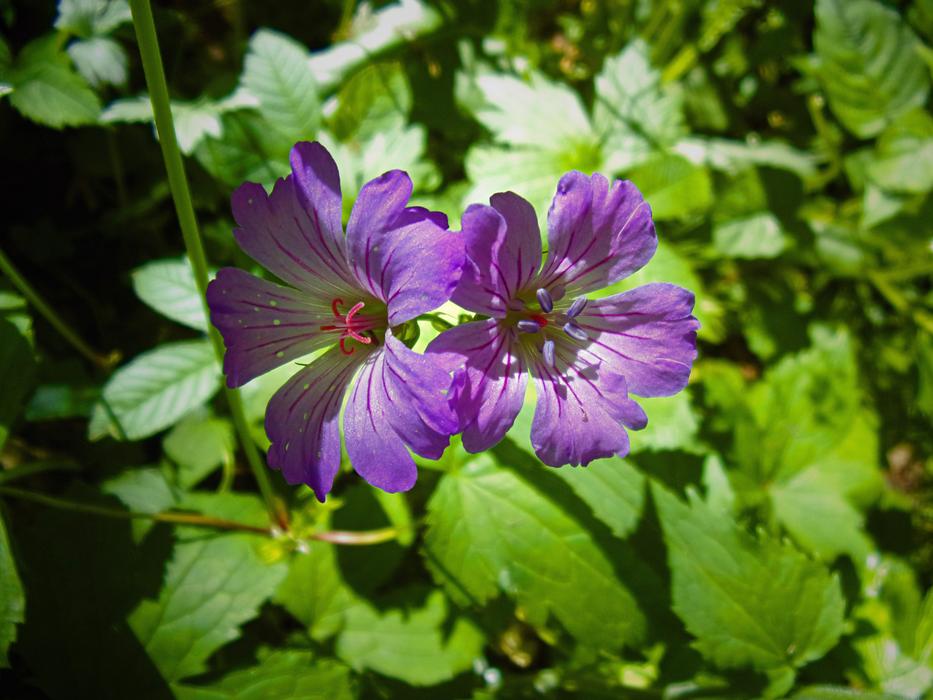 Flower Geranium Spring free image download