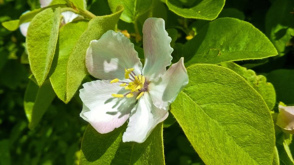 Flower Bush free image download