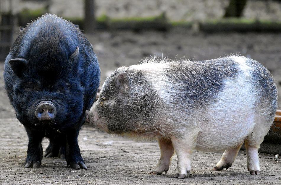 Hanging Pigs Belly Bristles free image download