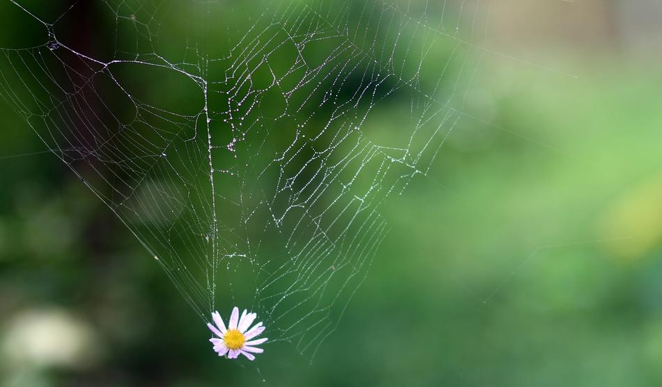Spider Web Flower free image download