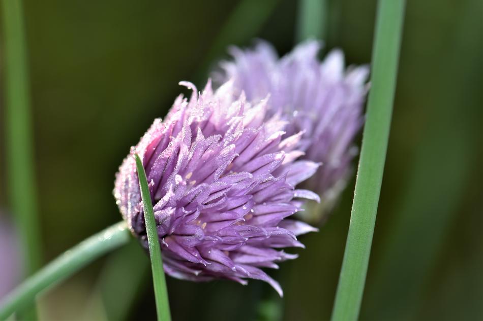 Chives Blossom Bloom free image download