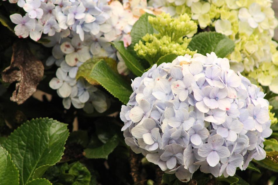 Hydrangeas Flowers Wild free image download