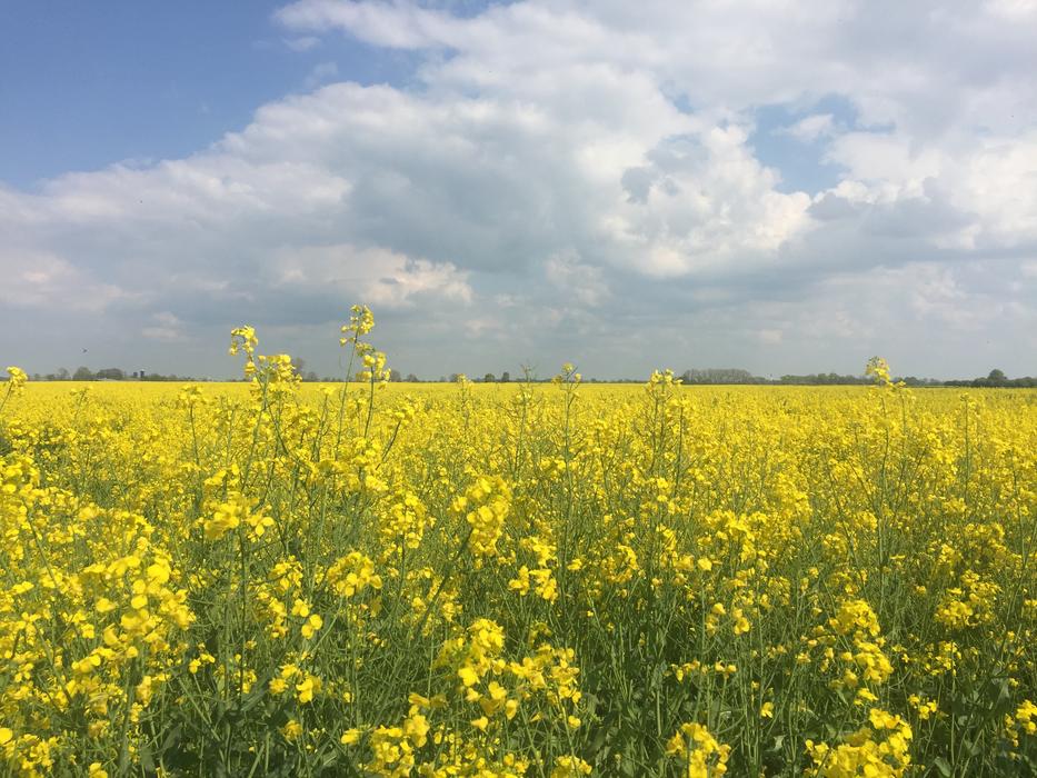 Field Of Rapeseeds Northern free image download