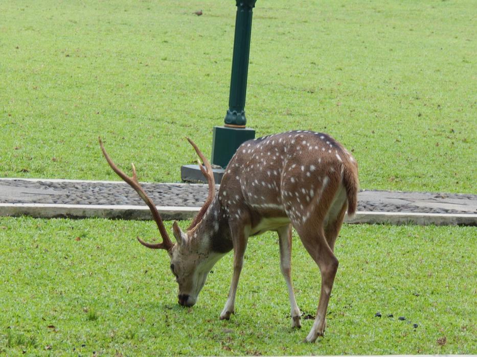 Deer Park Bogor free image download