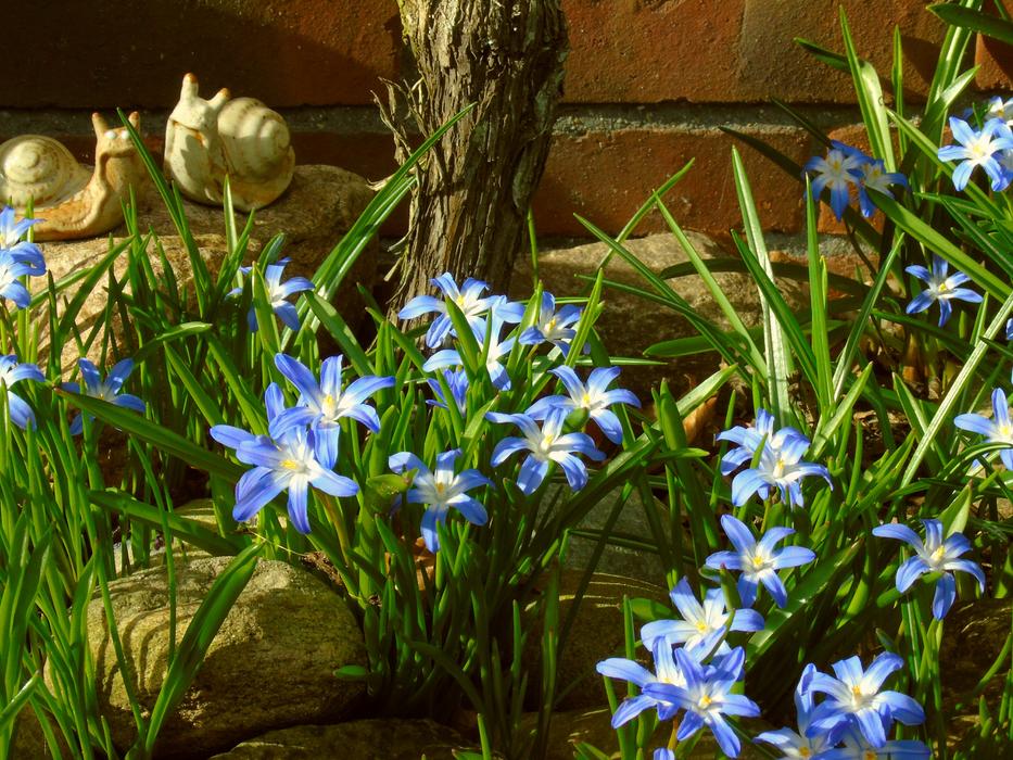Star Hyacinth Blue Spring free image download