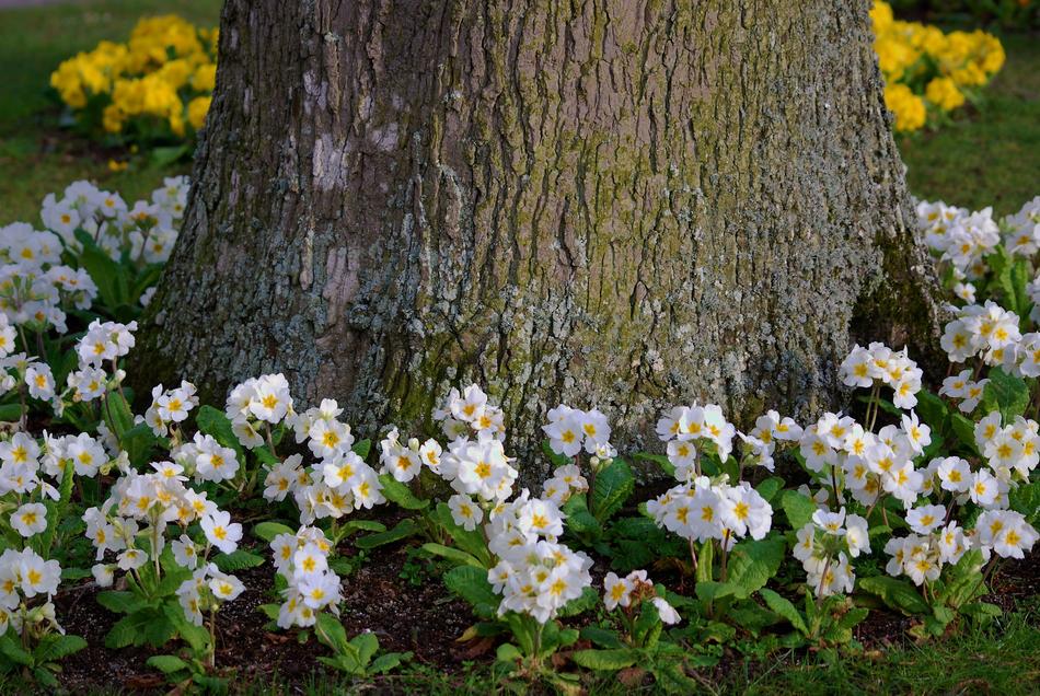 Tree Flowers Nature free image download