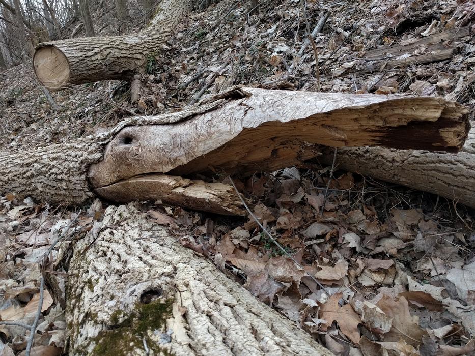 Log Wood Fallen Trees free image download