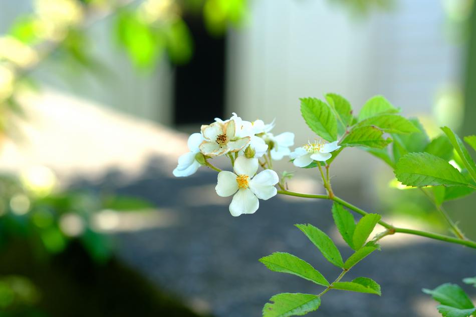 Five Finger Shrub free image download