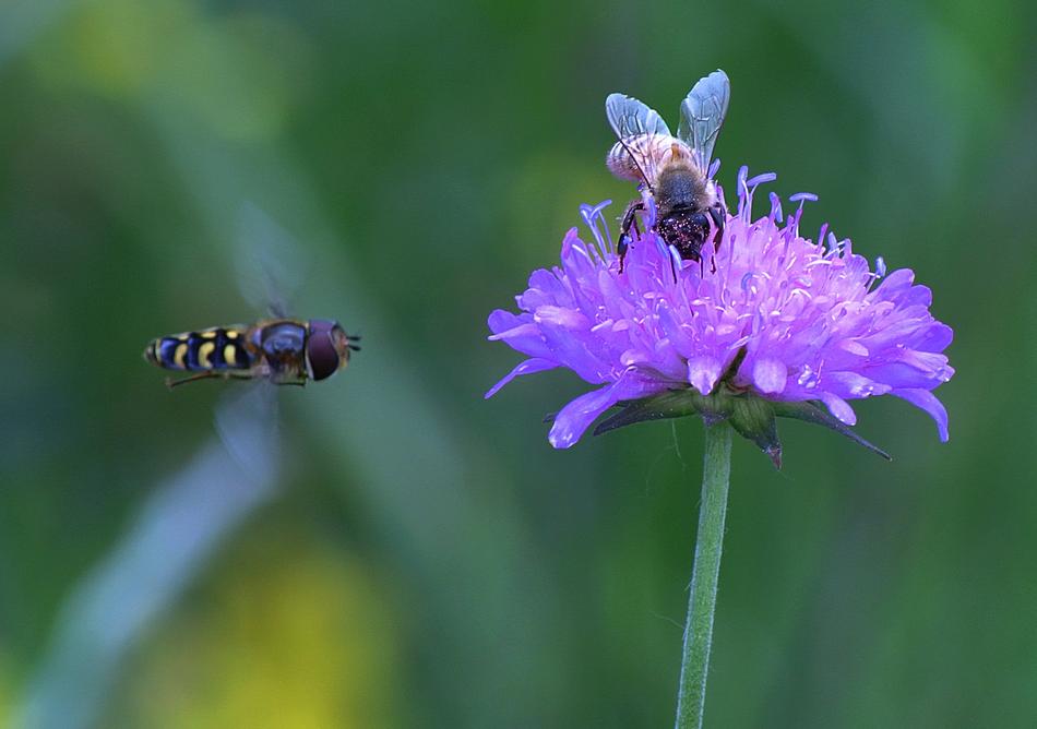 Flower Bee Spring free image download