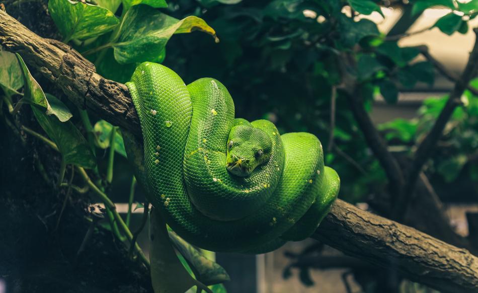 Python Snake Reptile Free Image Download