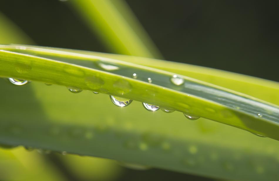 Drip Rain Raindrop free image download