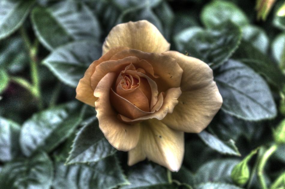 Flower Hdr Nature Close free image download