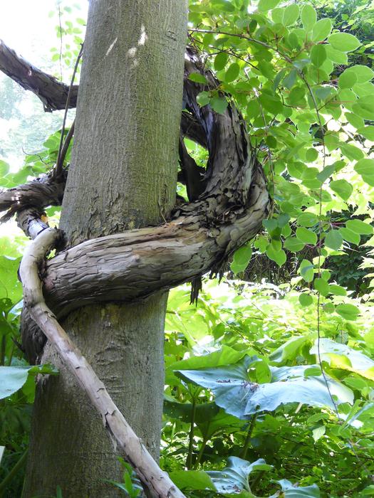 Nature Tree Log free image download