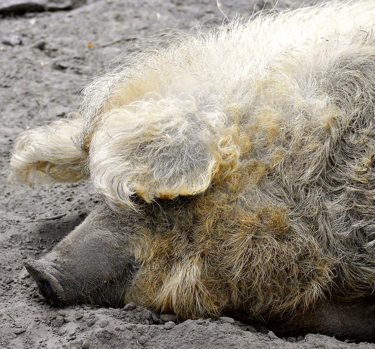 Wool Pig Proboscis Lure Pigs free image download