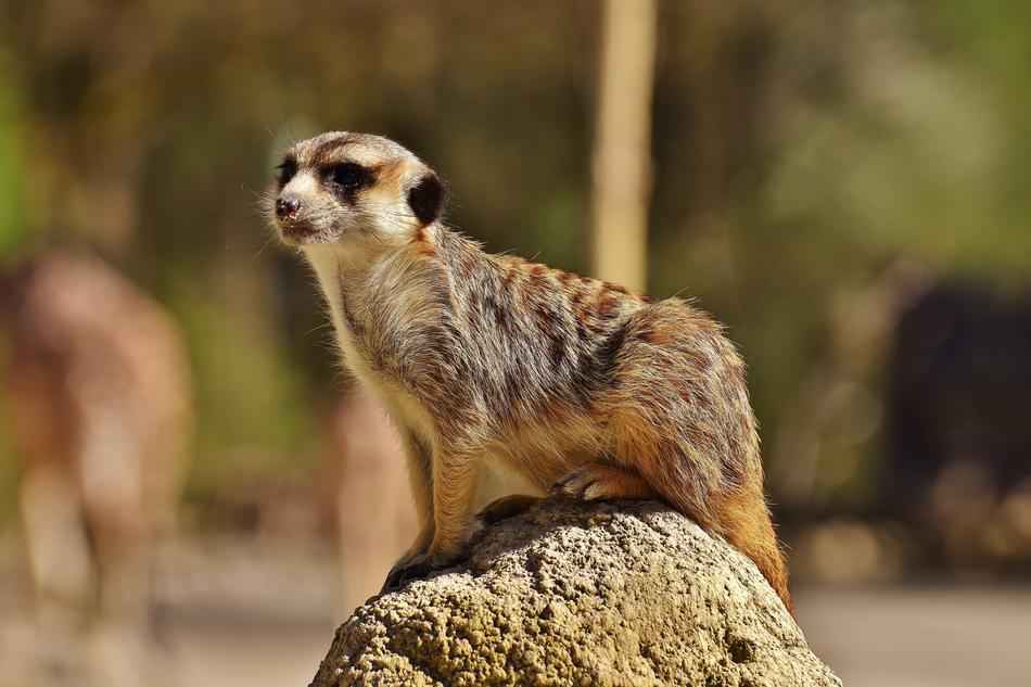 Meerkat Cute Curious free image download