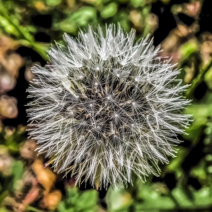 Plant Nature Fragile free image download