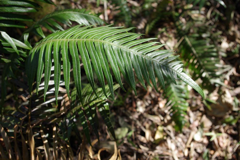 Fern Mountain High-Altitude free image download