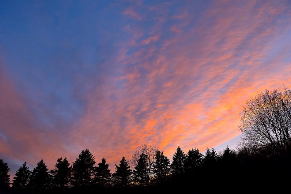 Sunset Sky Trees free image download