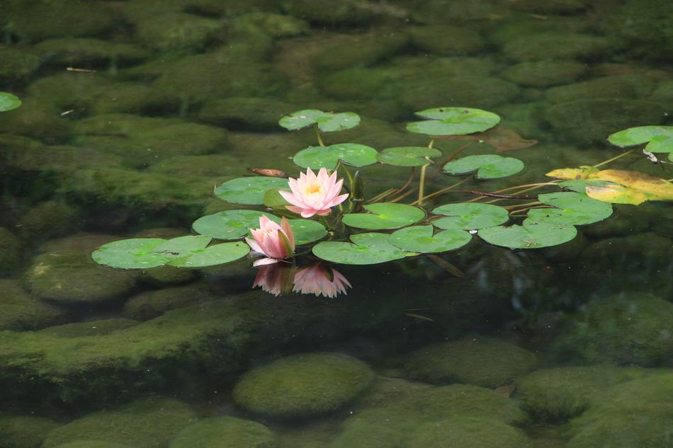Lotus clear water free image download