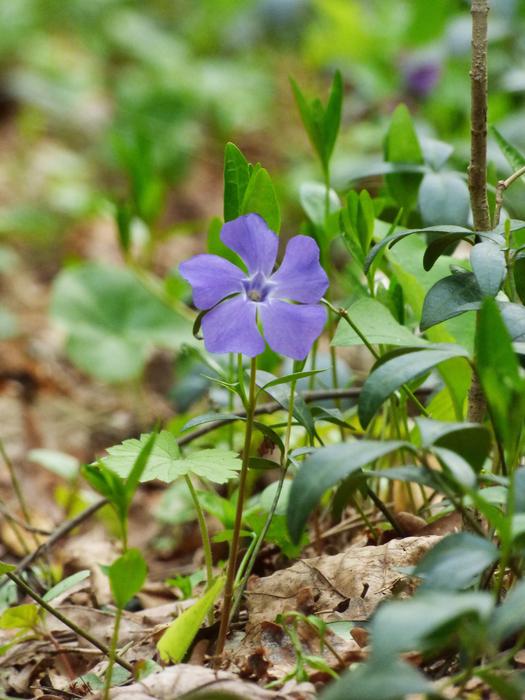 Periwinkle Forest free image download