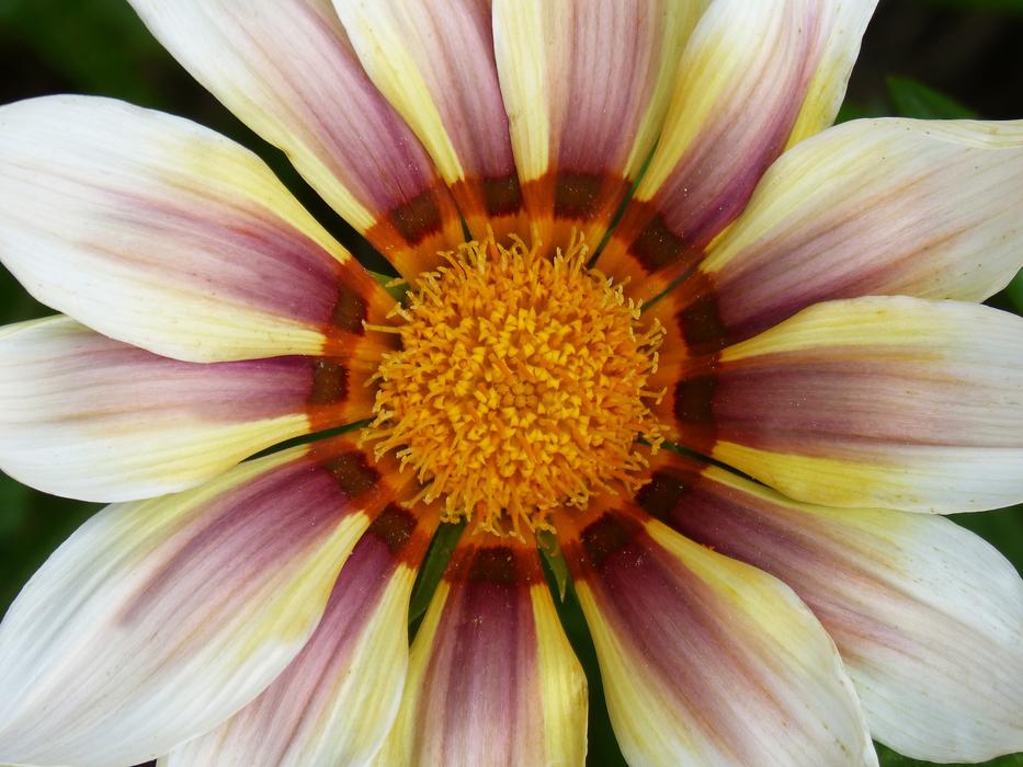Flower Petals Detail free image download