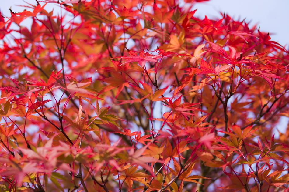 Japan Maple Leaf Red free image download