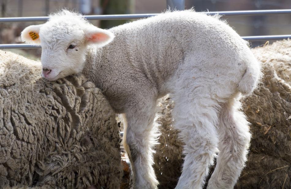Baby Sheep Farm free image download