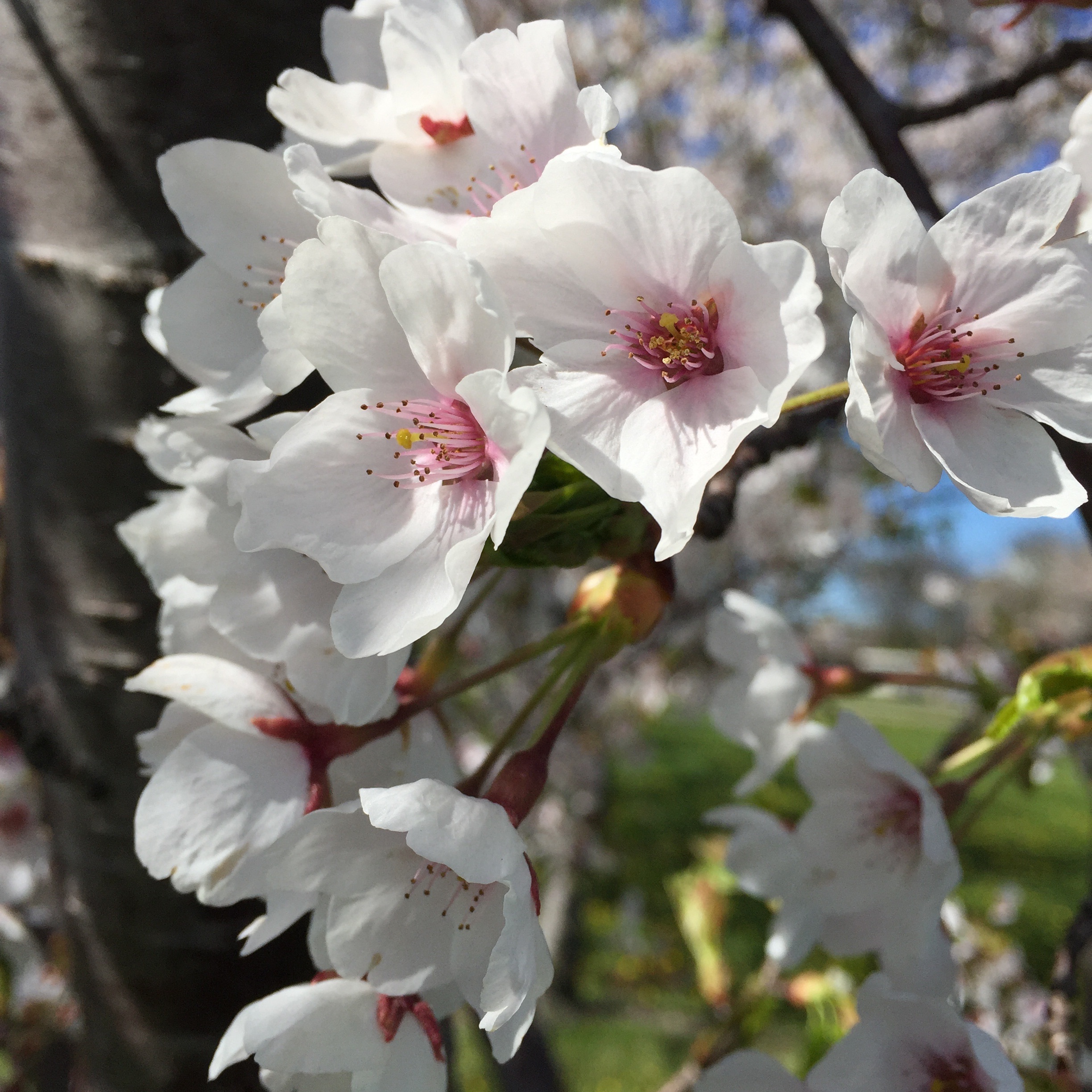 Blossoms Spring Nature free image download