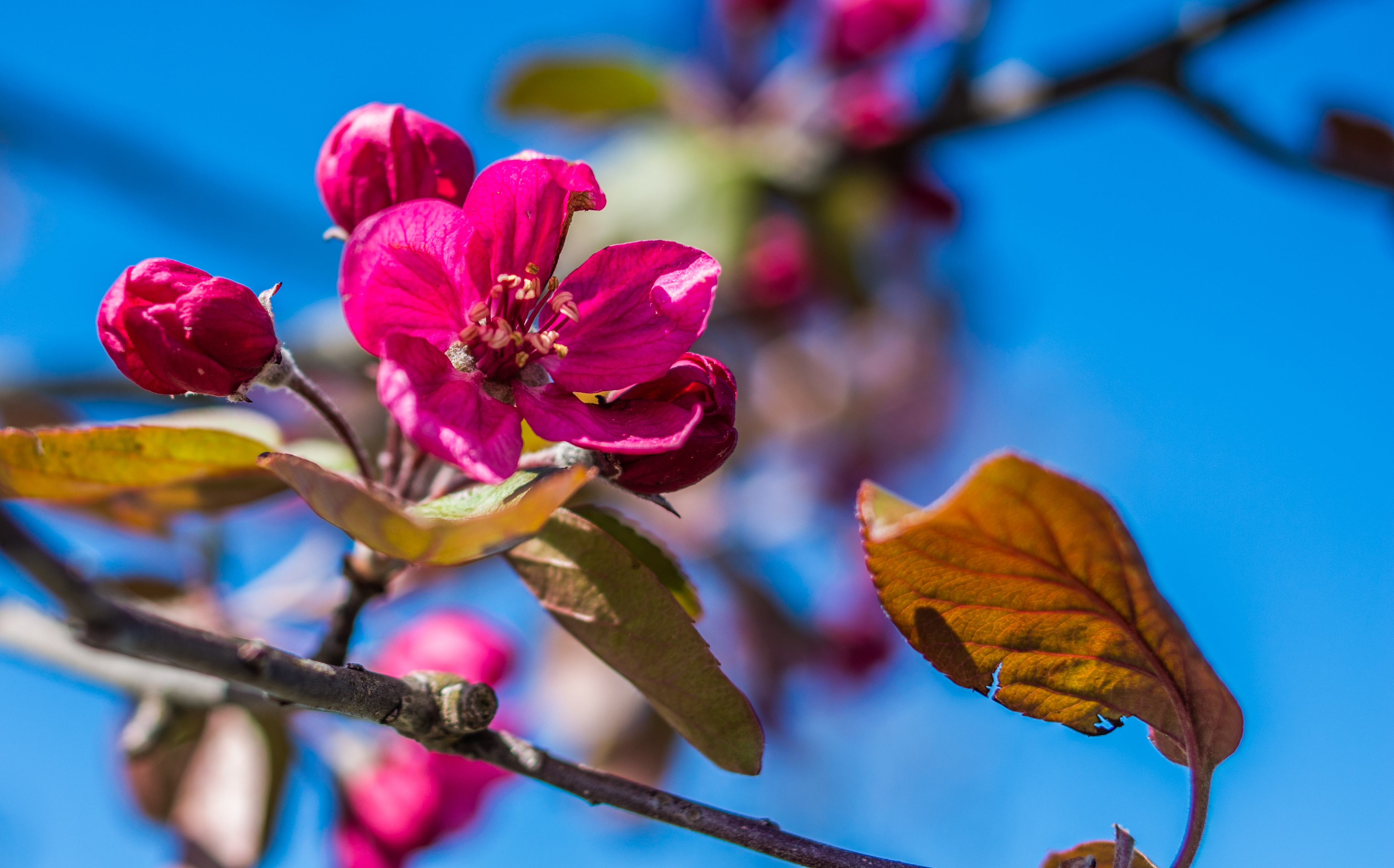 Red Pink Blue free image download
