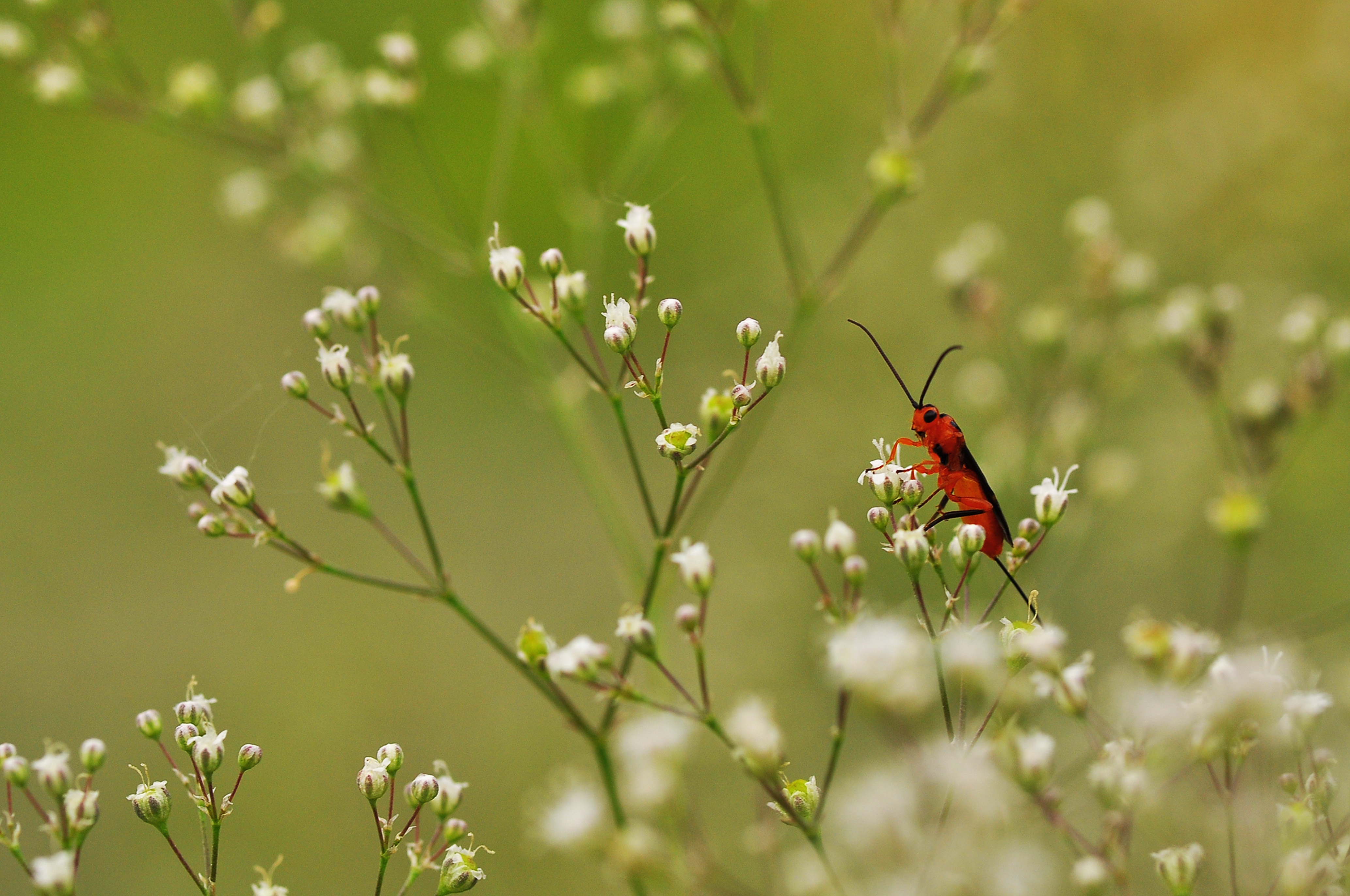 Beetle Plant Flower free image download