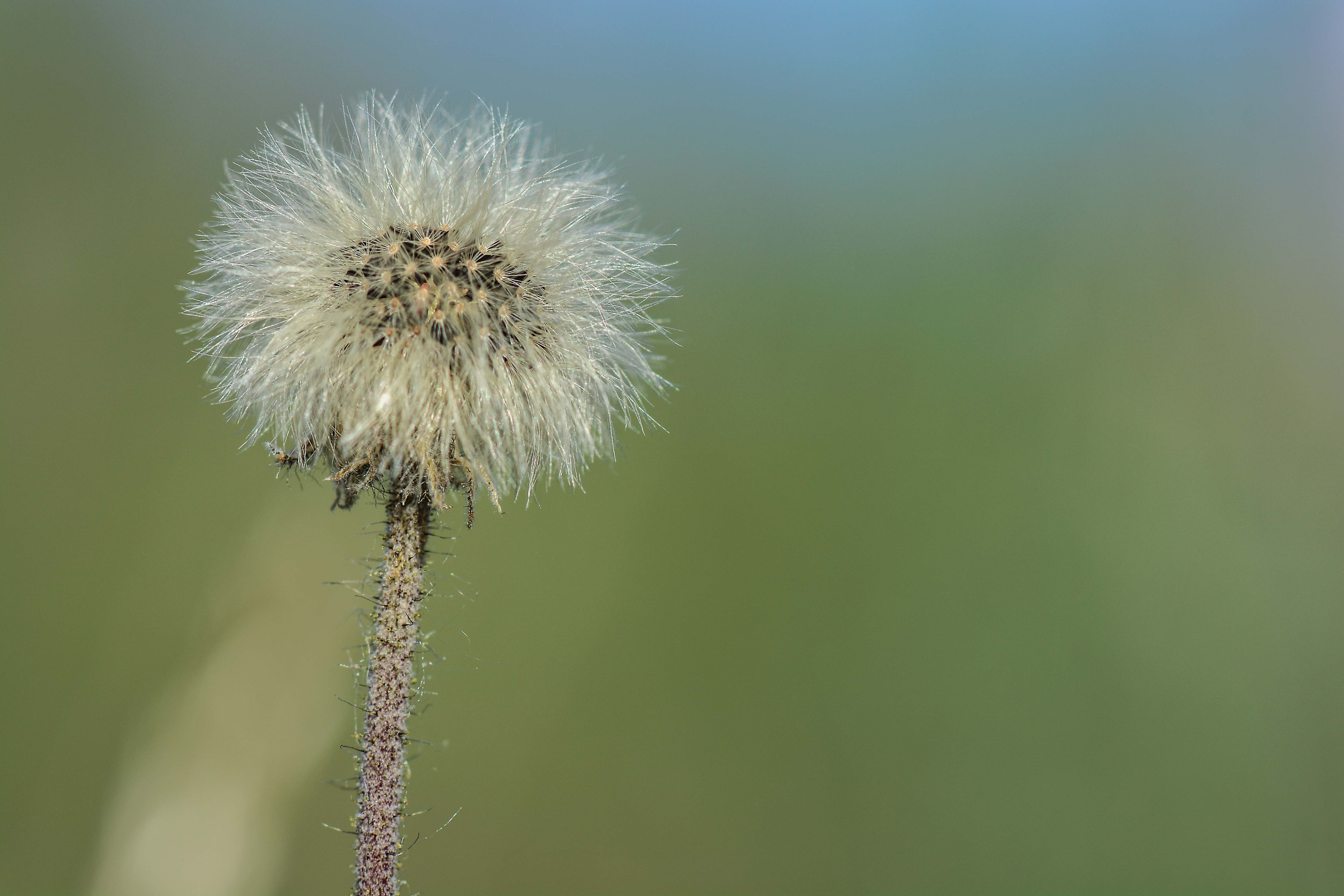 Dandelion Spring Flowers free image download