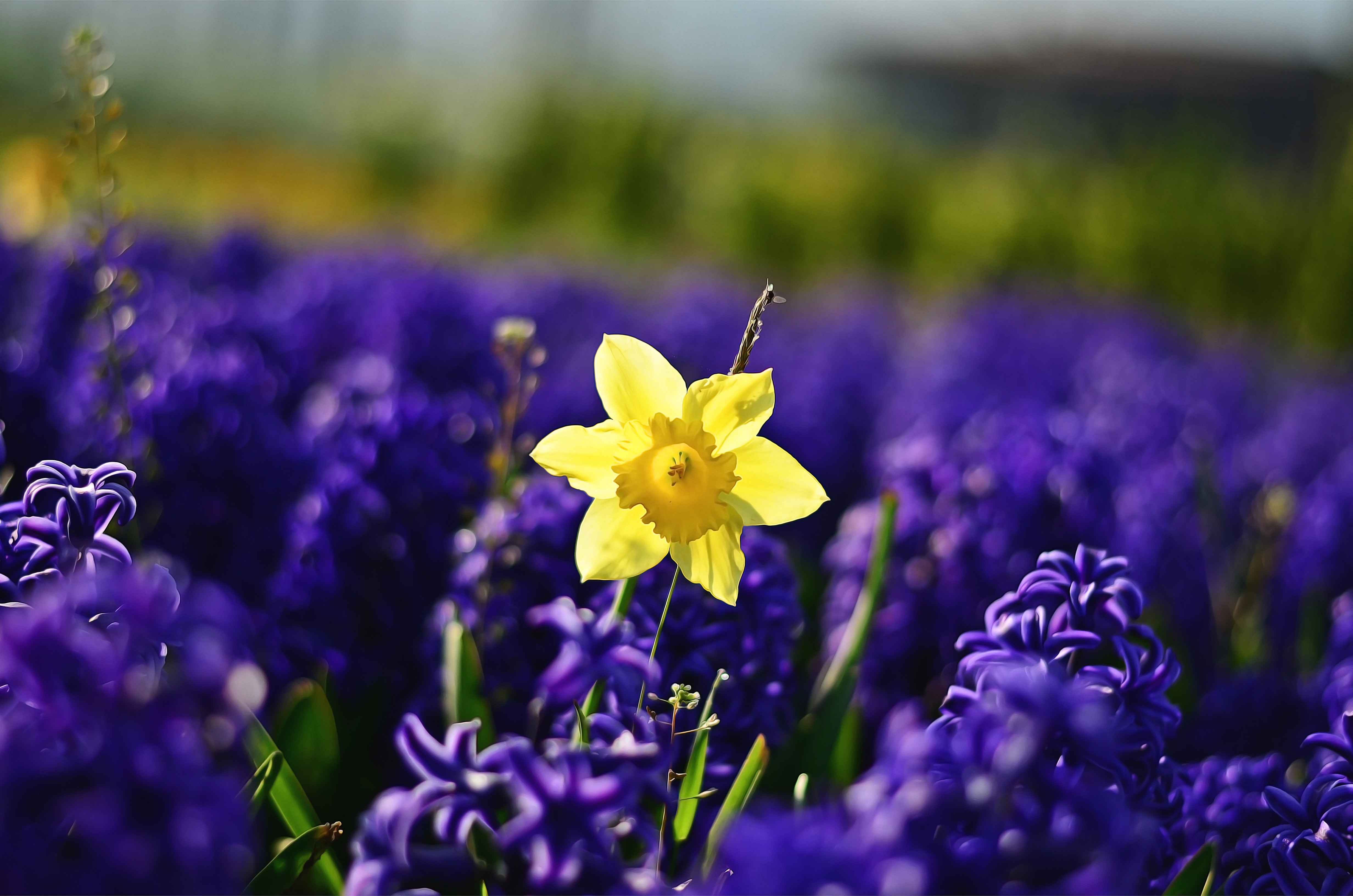 Hyacinth Red Macro free image download