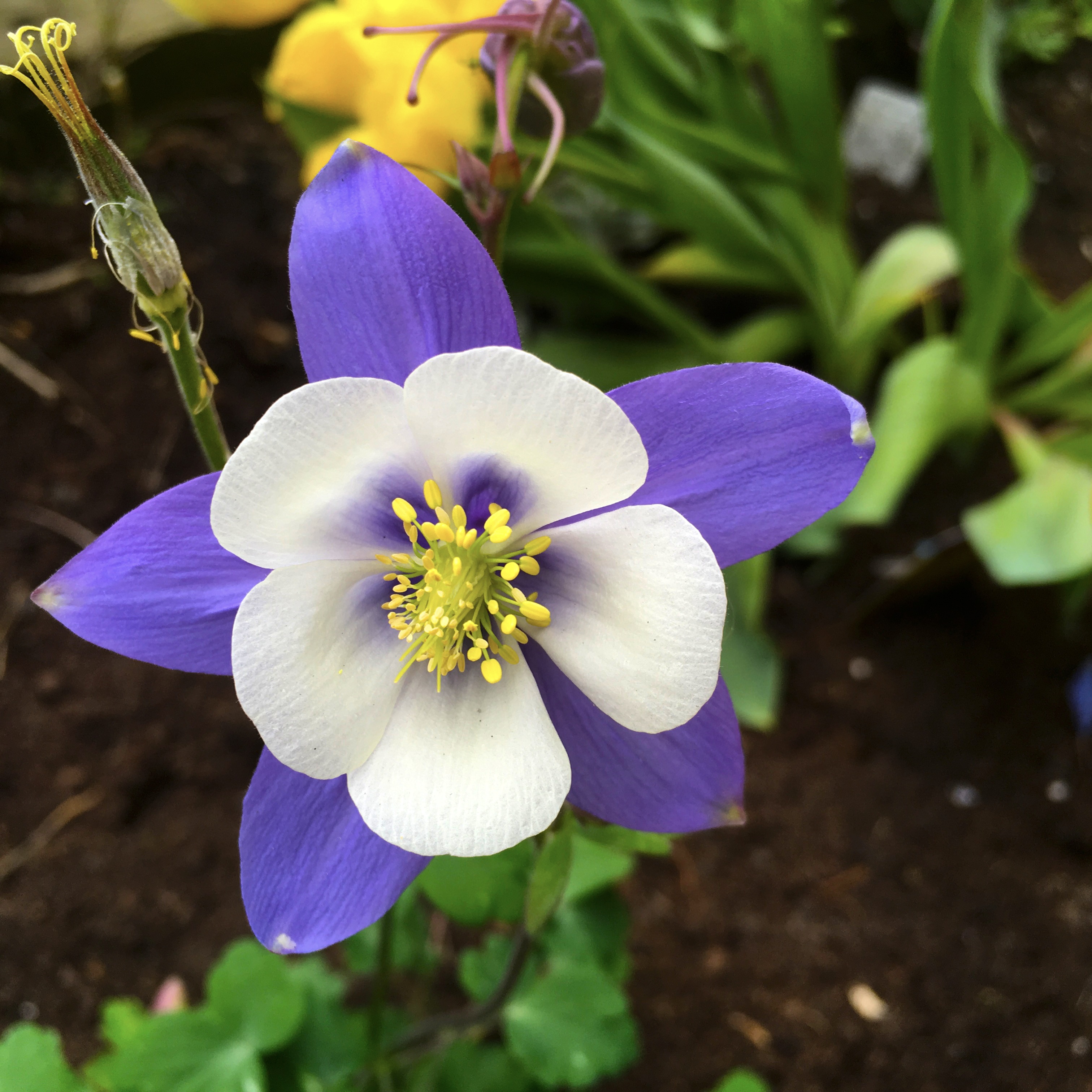 Spring Flowers Flowering Earth free image download