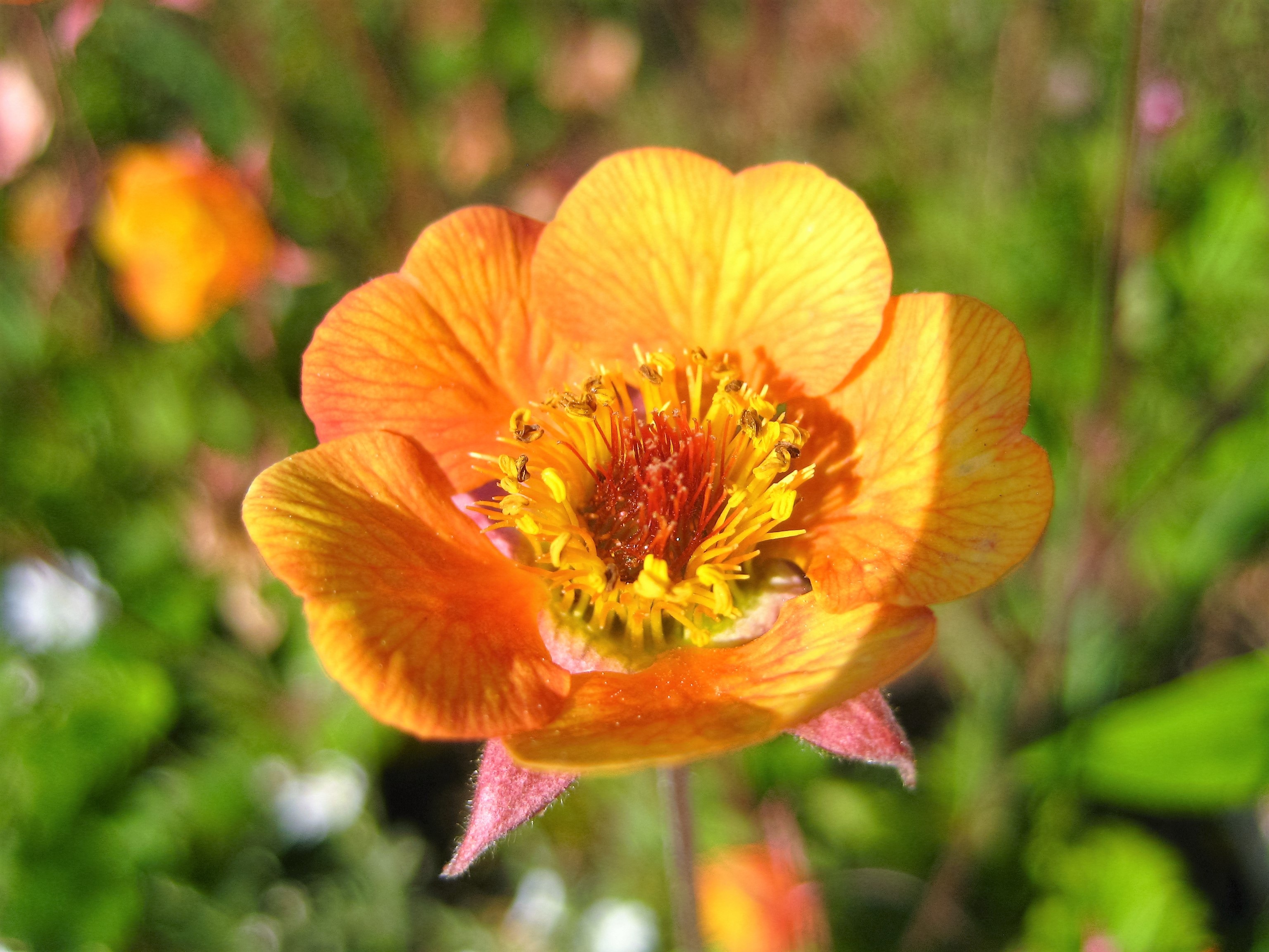 Garden Spring Flower free image download