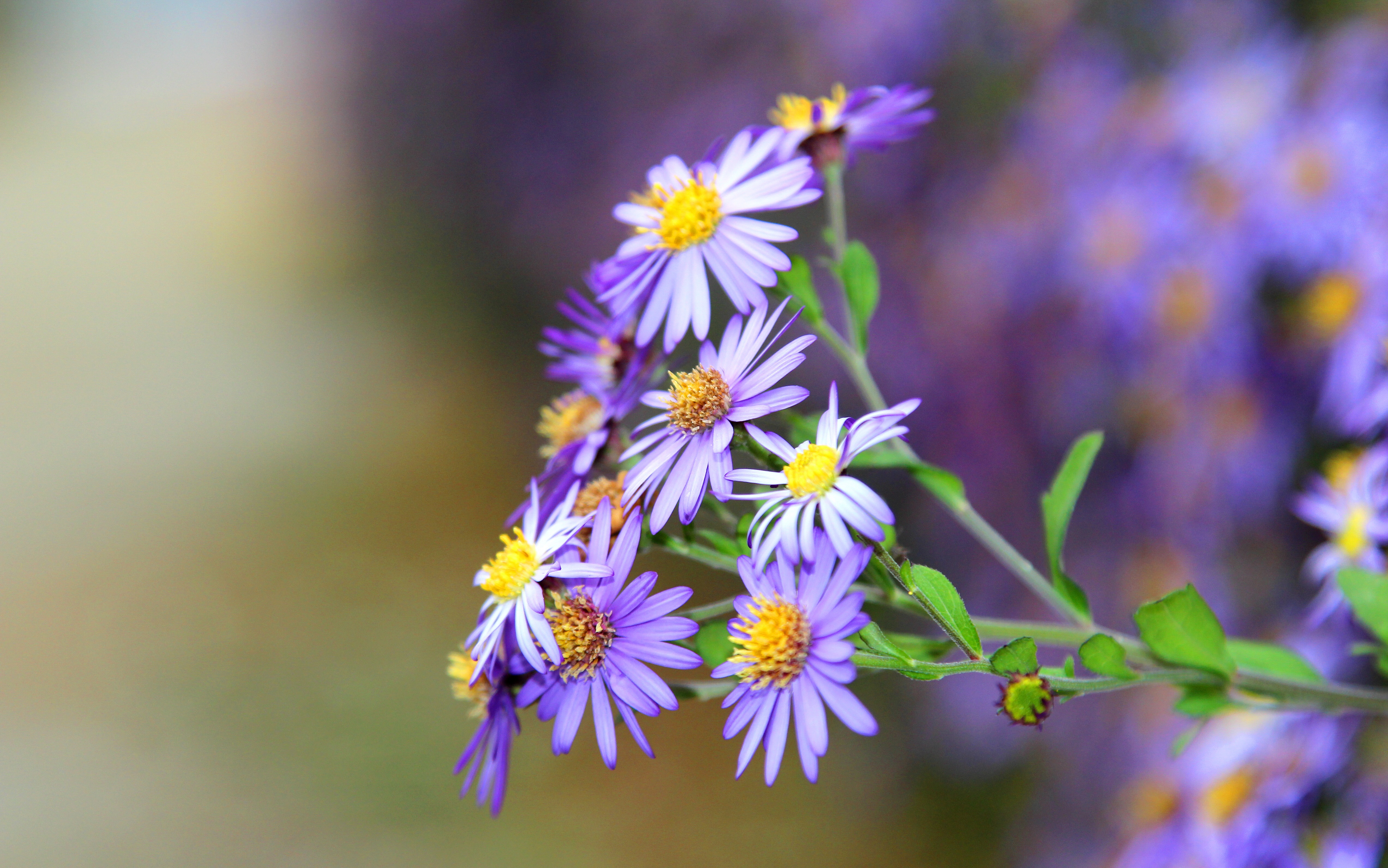 Flower Flowers free image download