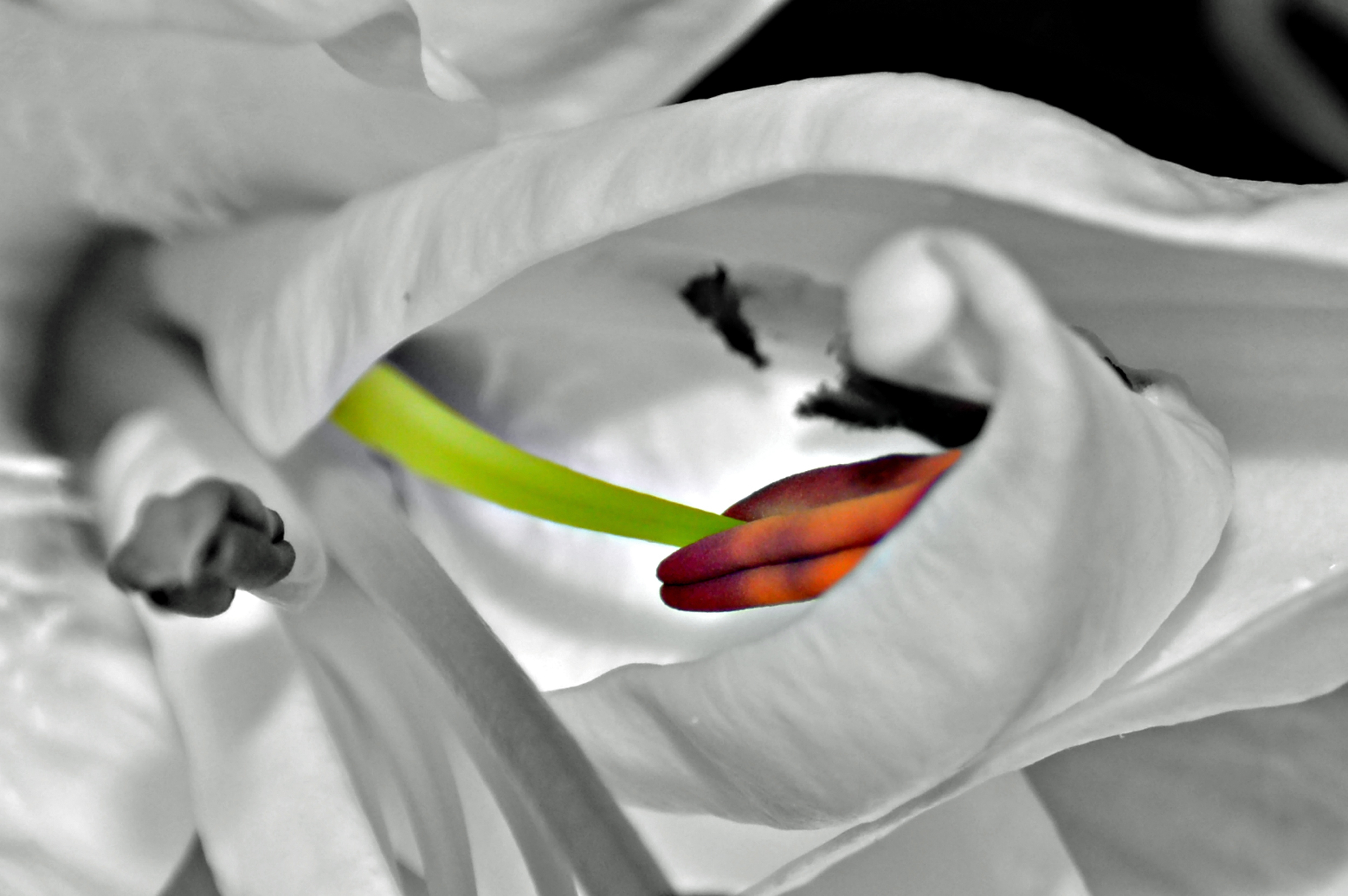Lily Stamen Color Burst Colour free image download