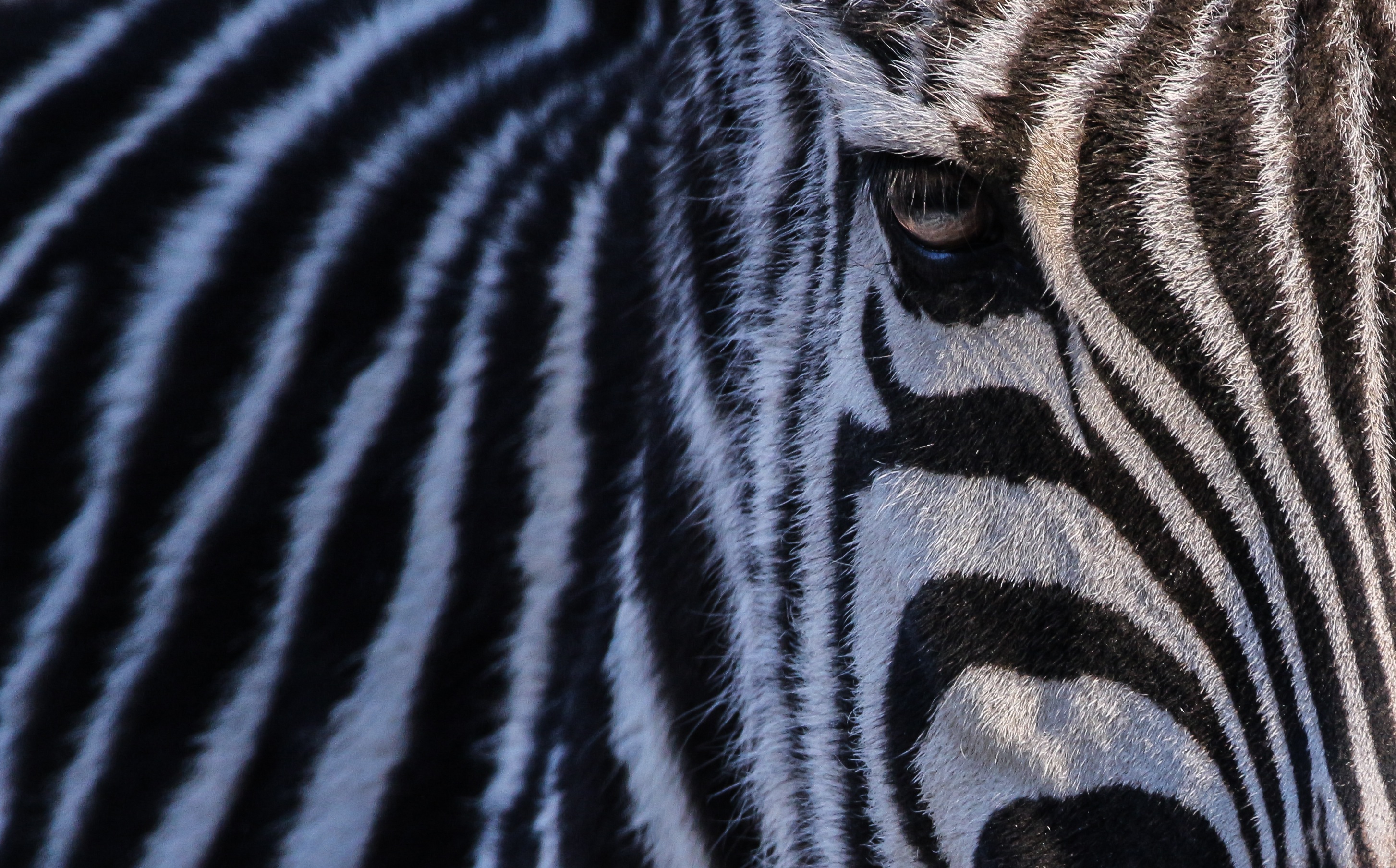 Zebra Zoo Nature free image download