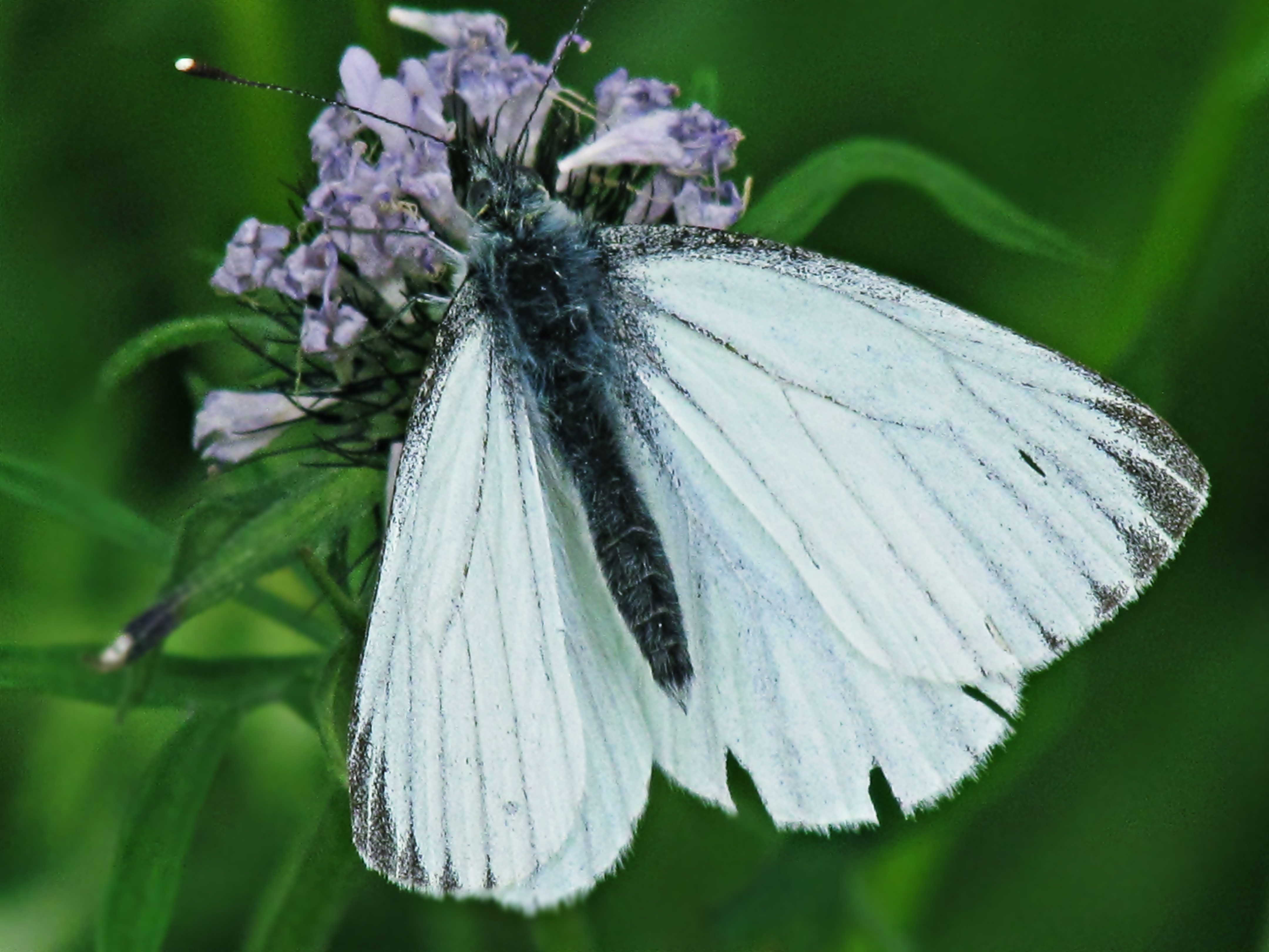Big white butterfly cute free image download