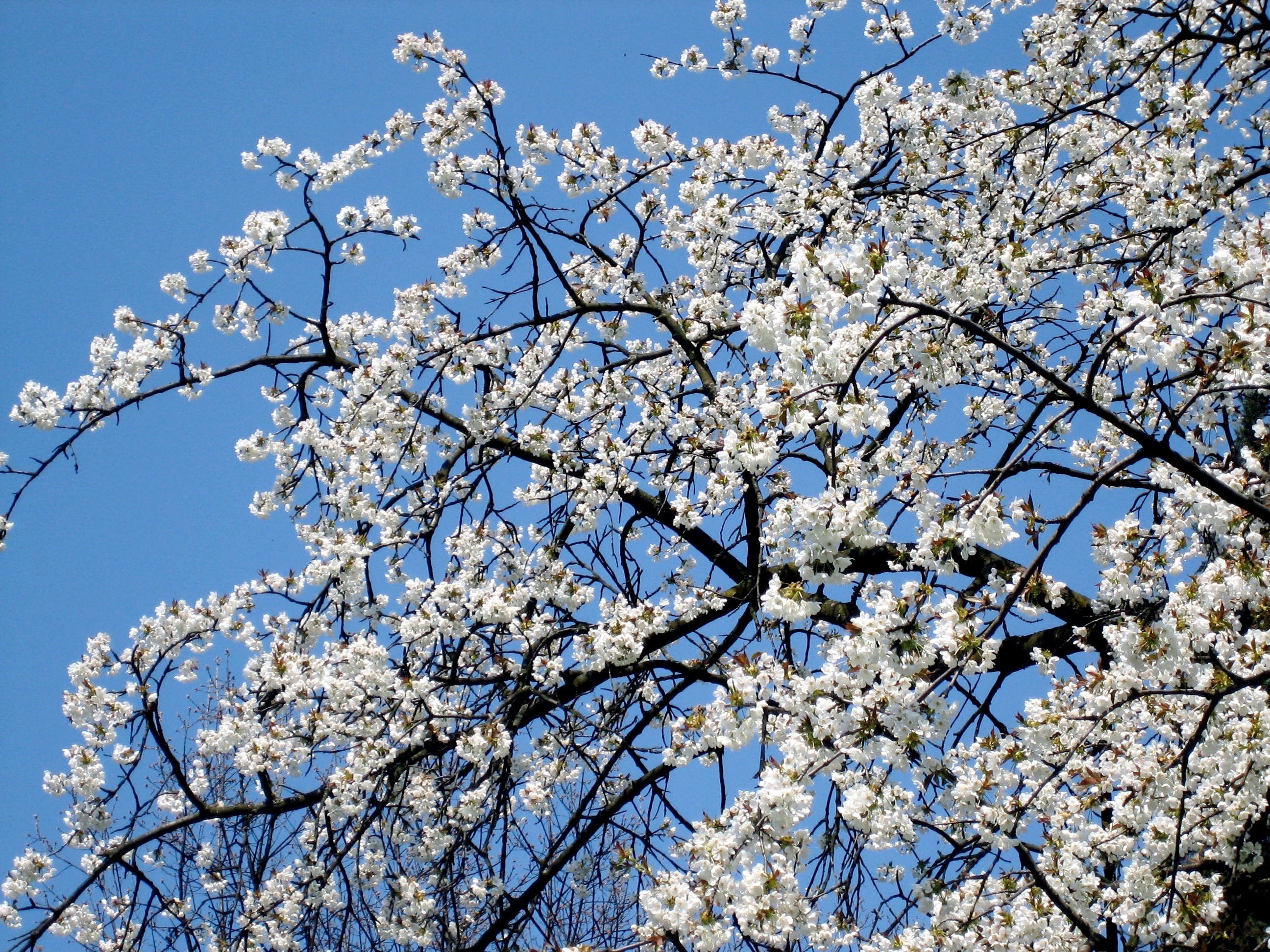 Spring Blossom Bloom free image download
