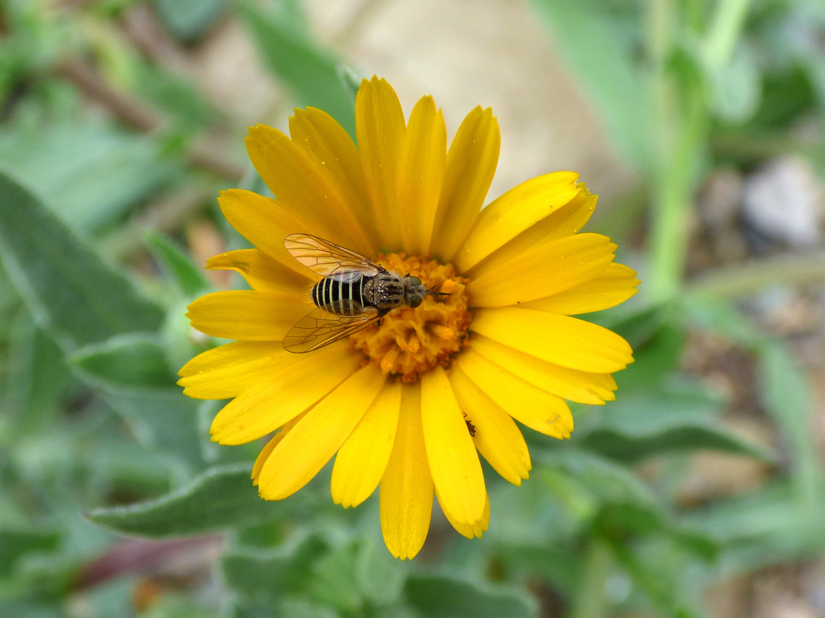 Hoverfly Syrphidae Libar free image download