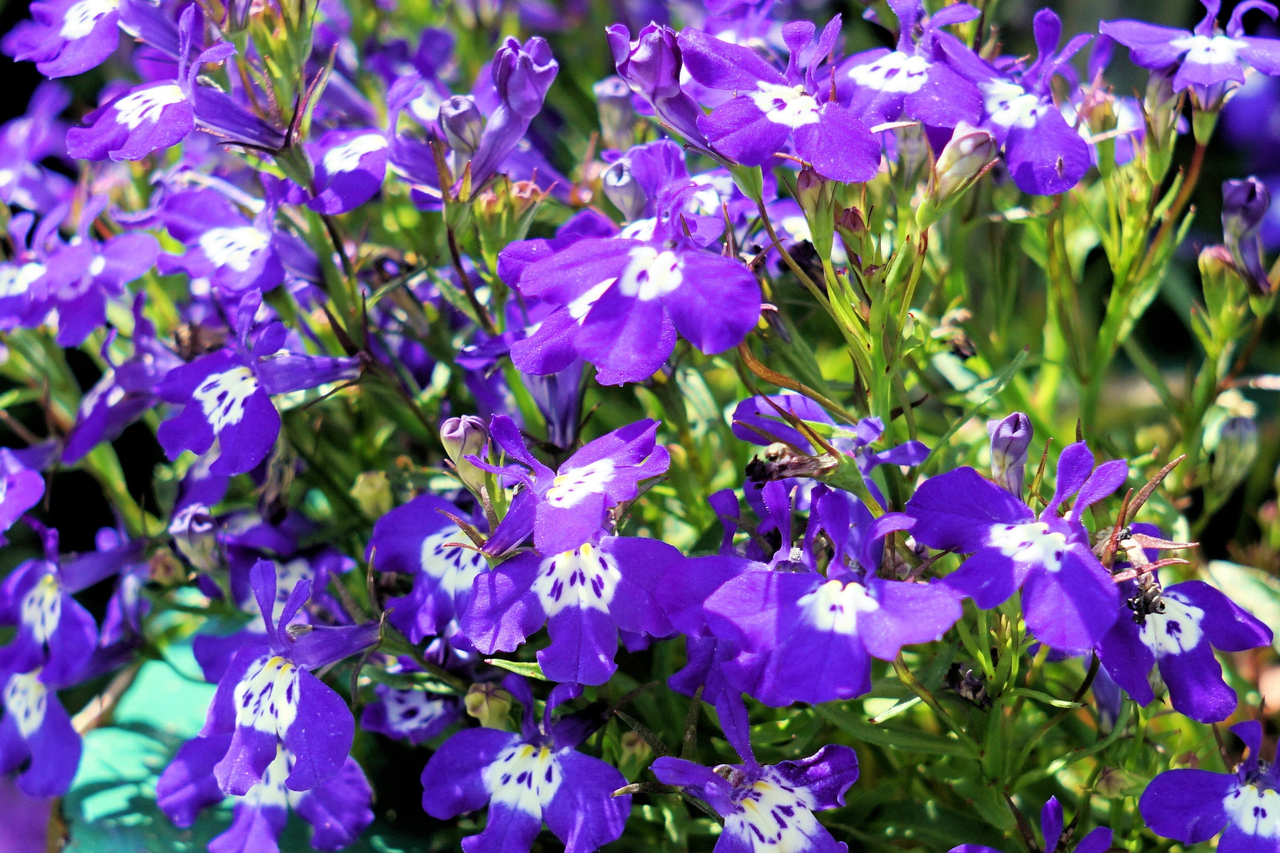 Flowers Delicate Flower Blue free image download