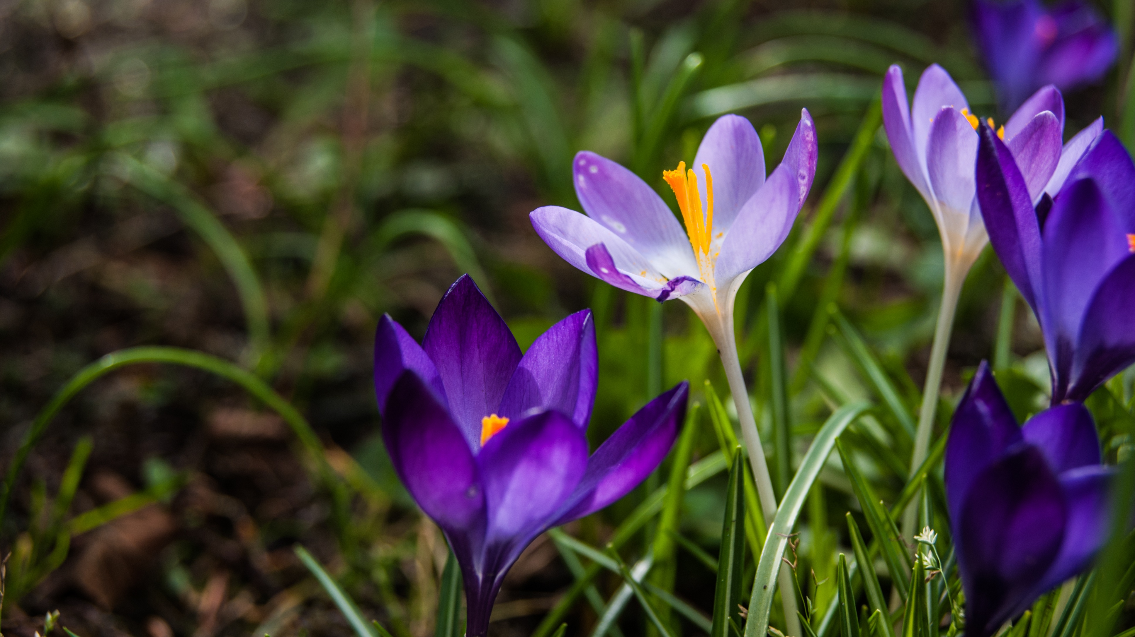 Flower Crocus Spring free image download