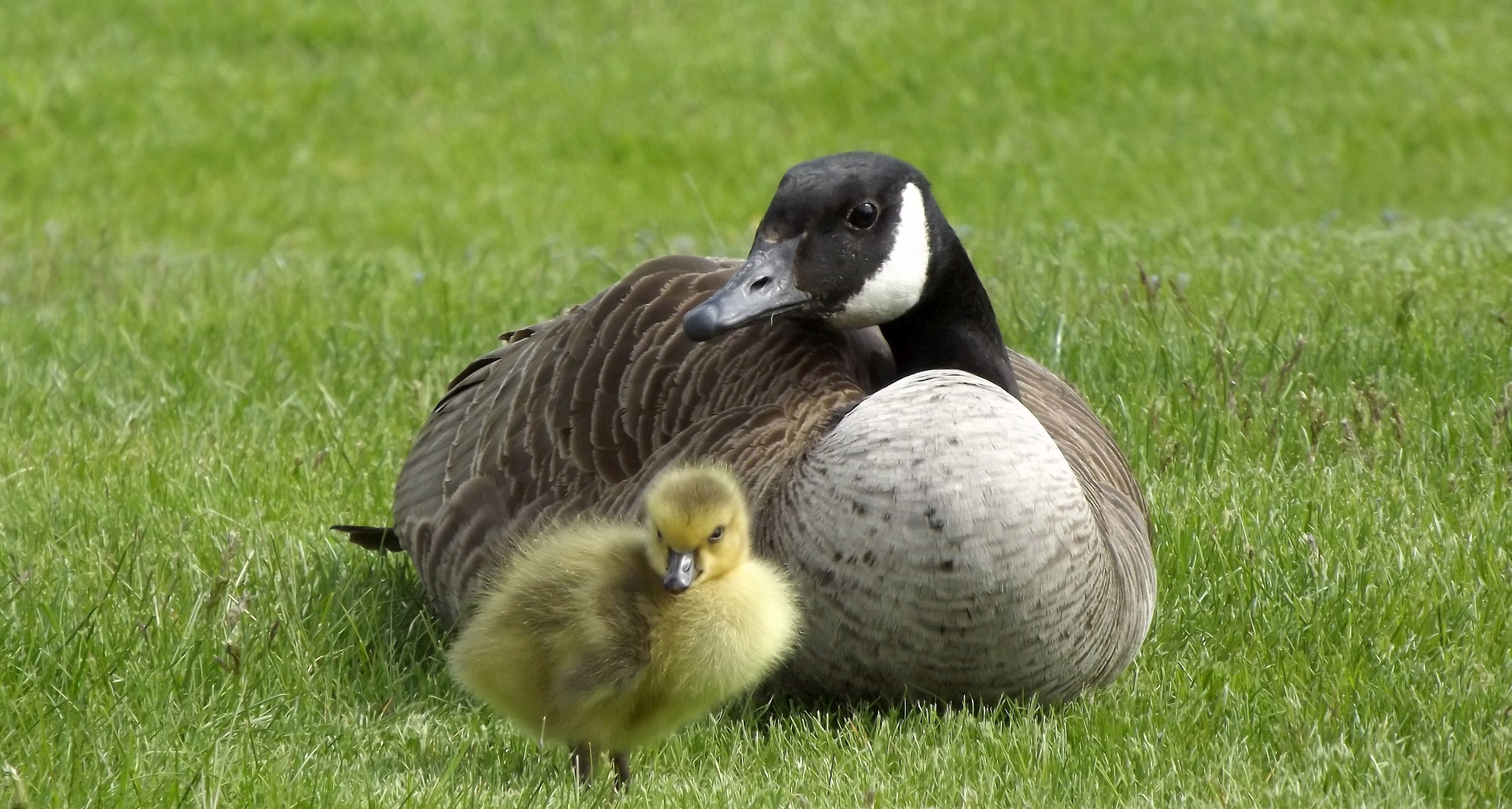 Duck Shell Chick free image download