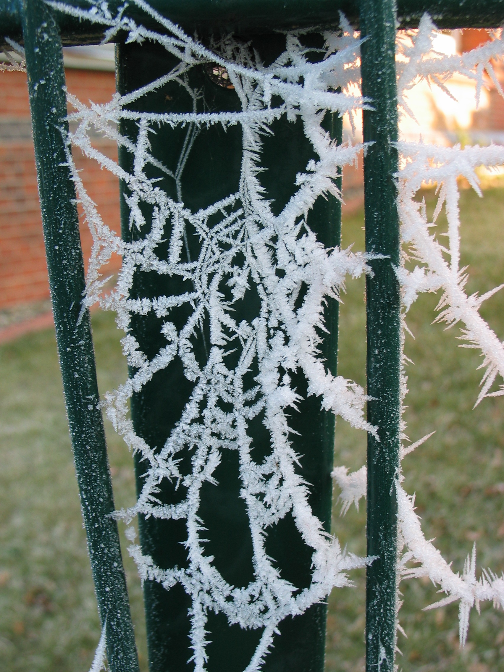 Cobweb Frost Winter free image download