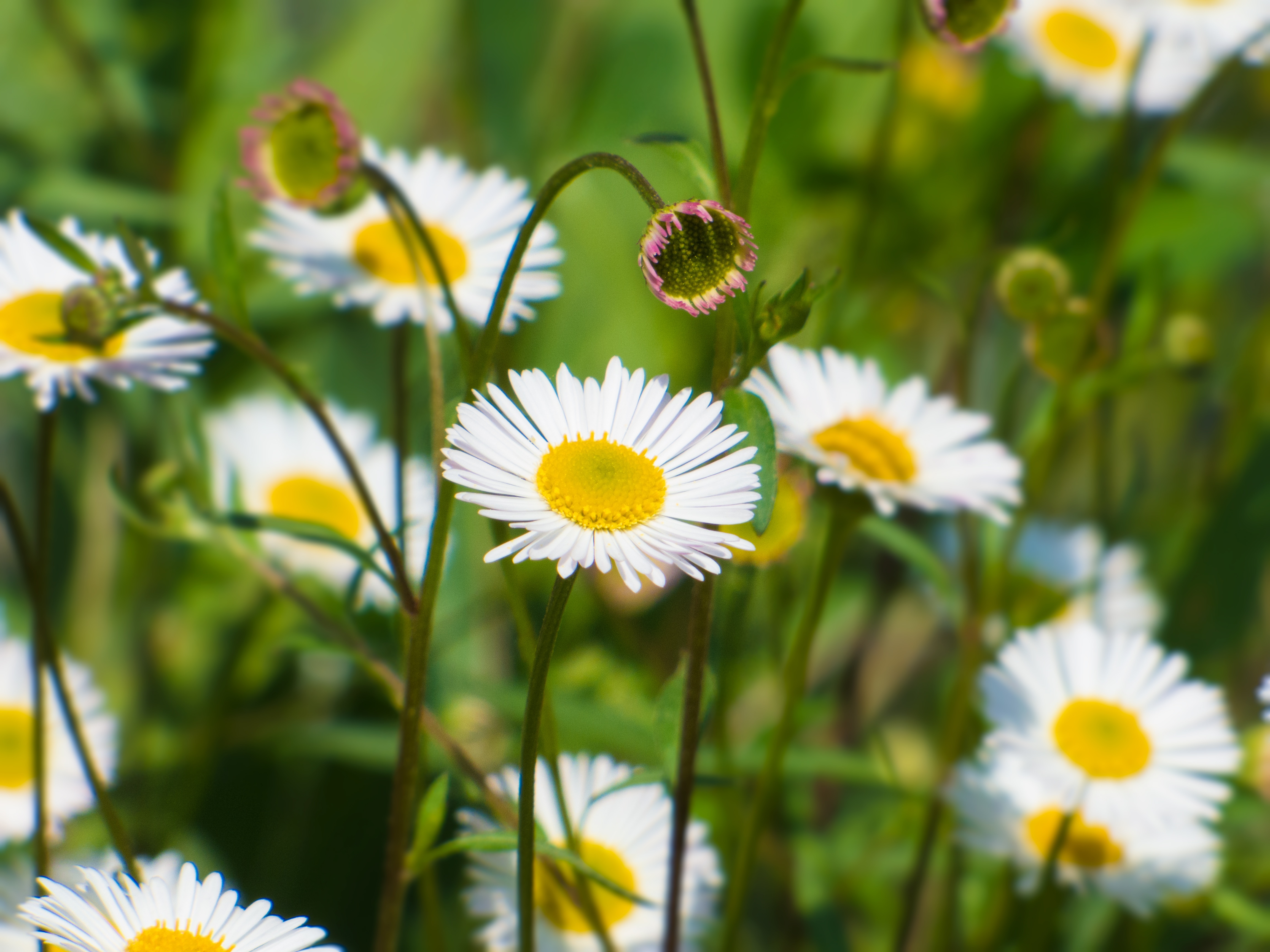 Daisies Flower Spring free image download