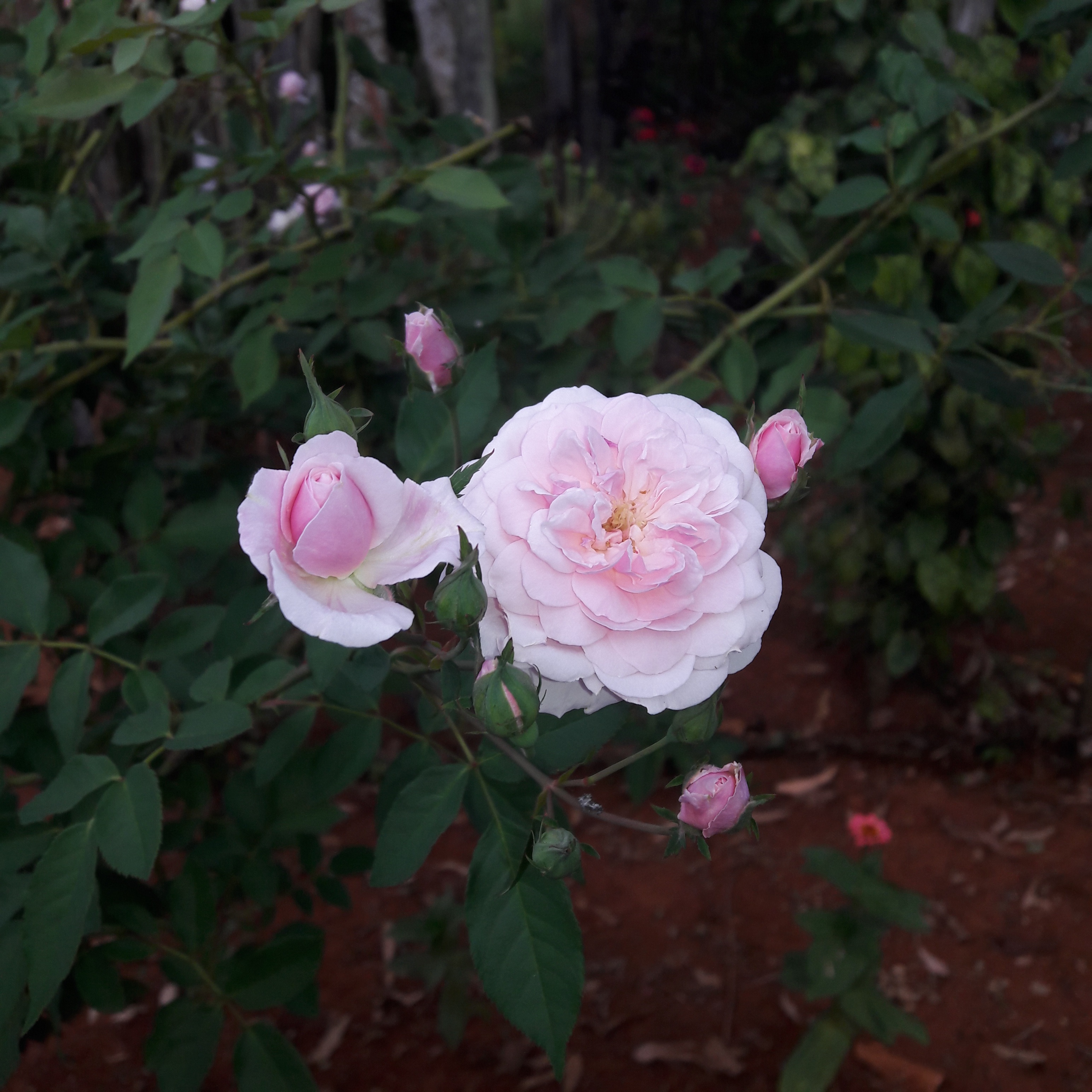 Rose Rosa Nature Color free image download