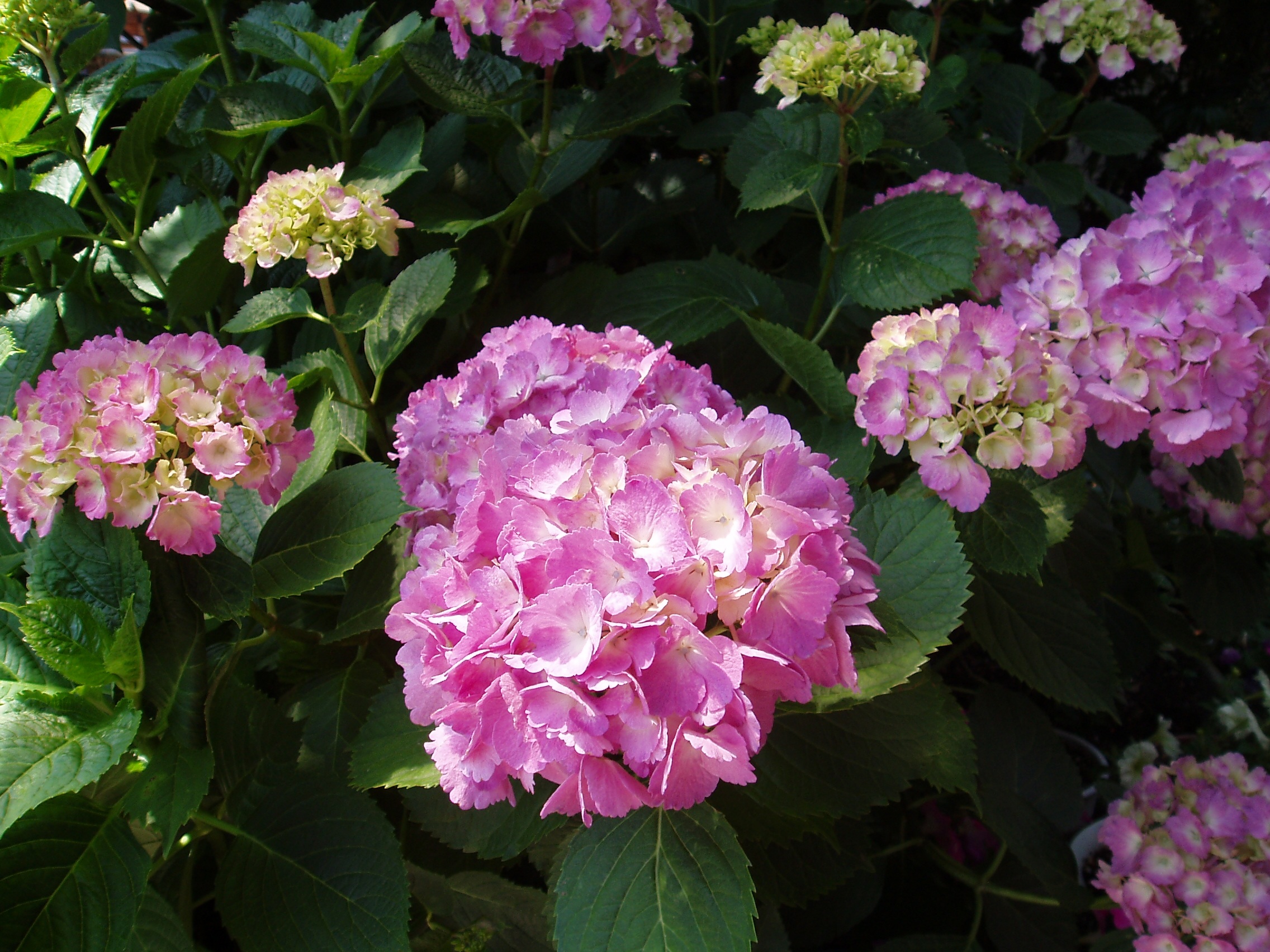 Hydrangea June Flower Japan free image download