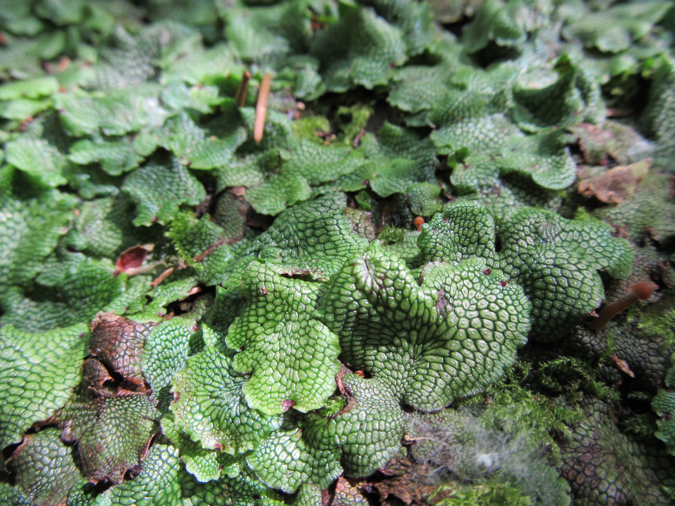 Moss Plant free image download