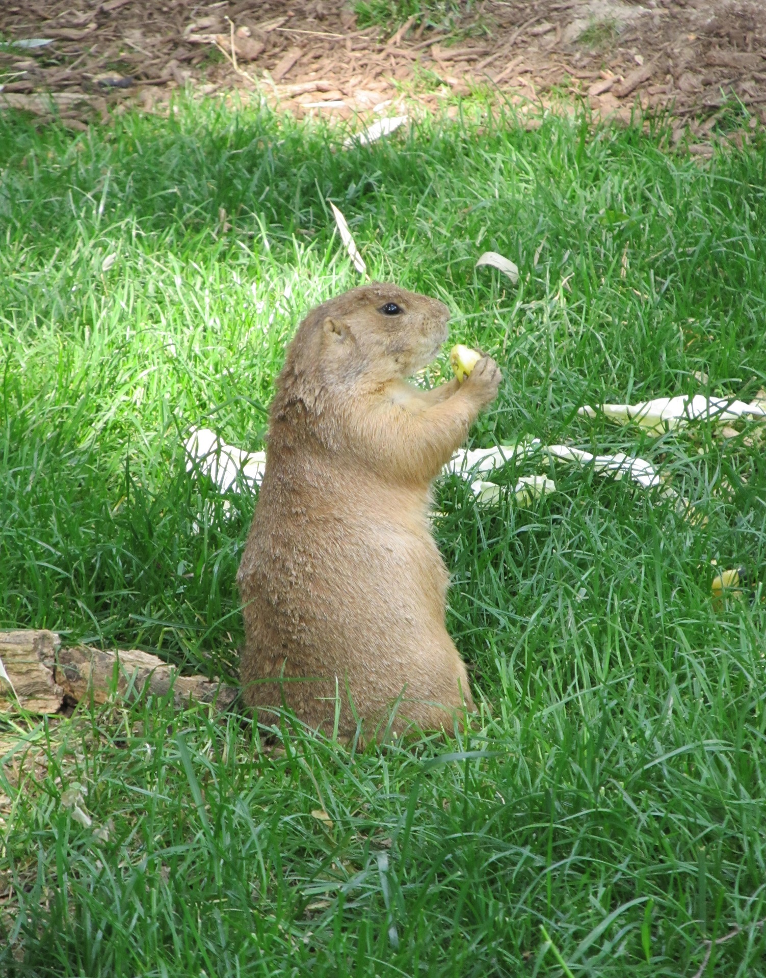 Prairie Dog Portrait Wildlife free image download